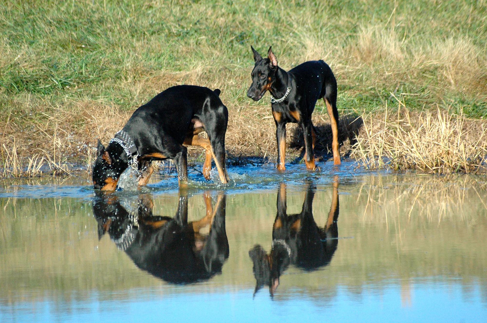 What does a day in the life at West Tennessee K9 look like? - West ...