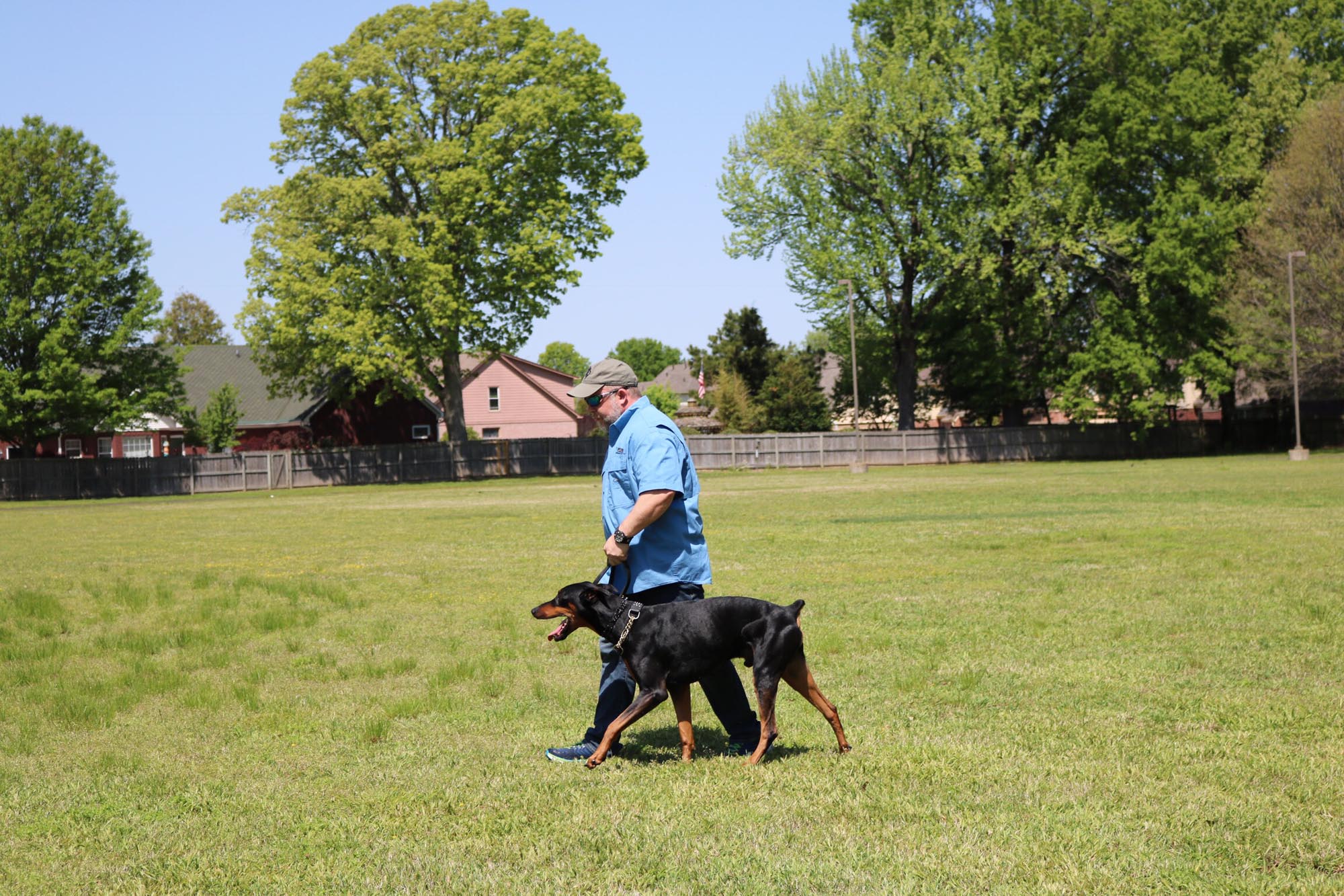 10 Things You Can Do Today To Effectively Train Your Dog - West ...