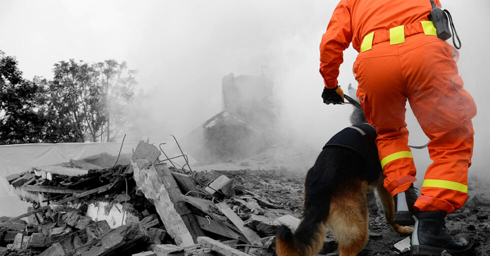 What Is An Arson Dog? - West Tennessee K9